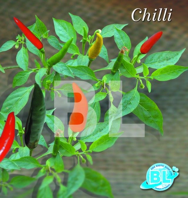 Chilli – Asia Exotic Corporation Limited