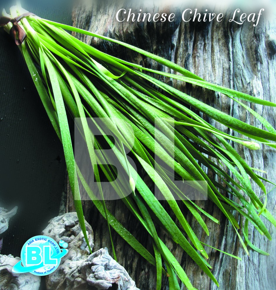 Chinese Chive Leaf – Asia Exotic Corporation Limited