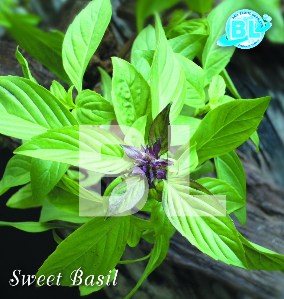 Sweet Basil – Asia Exotic Corporation Limited